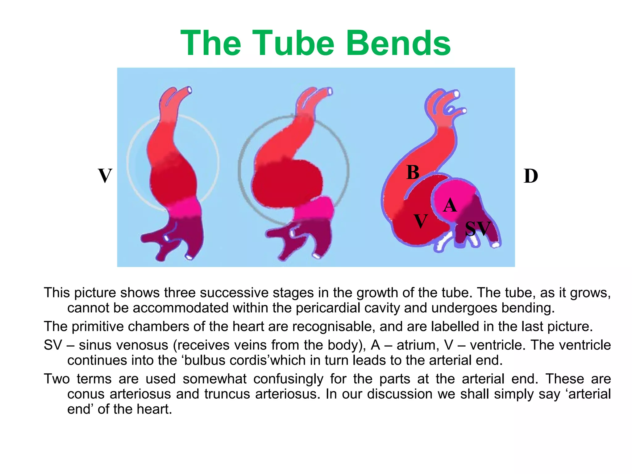 Embryology of heart | PPT