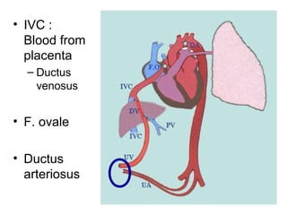 Embryology of heart | PPT