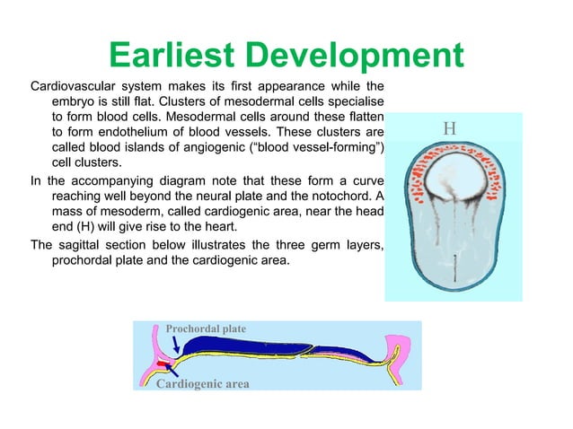 Embryology of heart | PPT | Heart and Cardiovascular Diseases ...