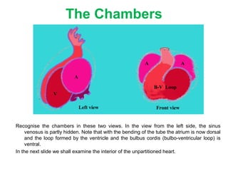 Embryology of heart | PPT