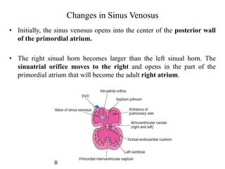 Embryology of heart | PPTX