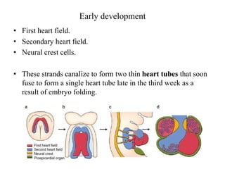 Embryology of heart | PPTX
