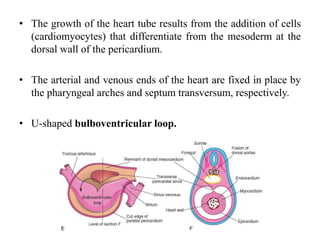 Embryology of heart | PPTX