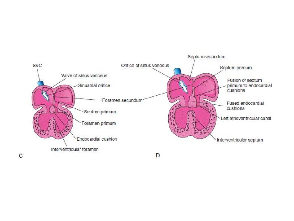 Embryology Of Heart