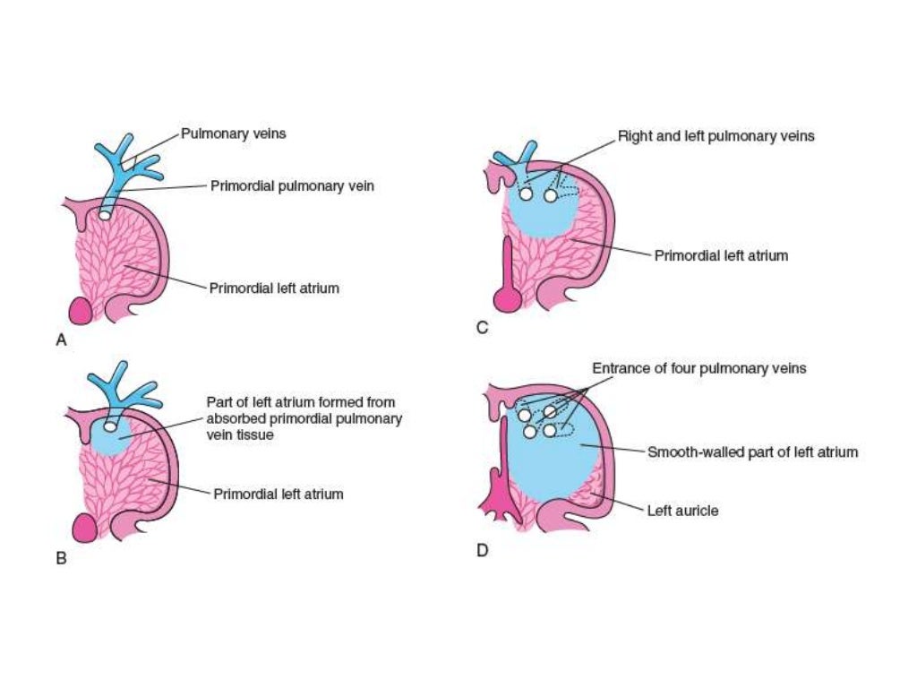 Embryology Of Heart