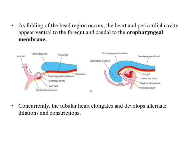 Embryology Of Heart