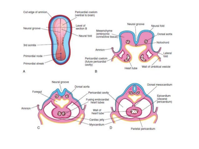 Embryology Of Heart