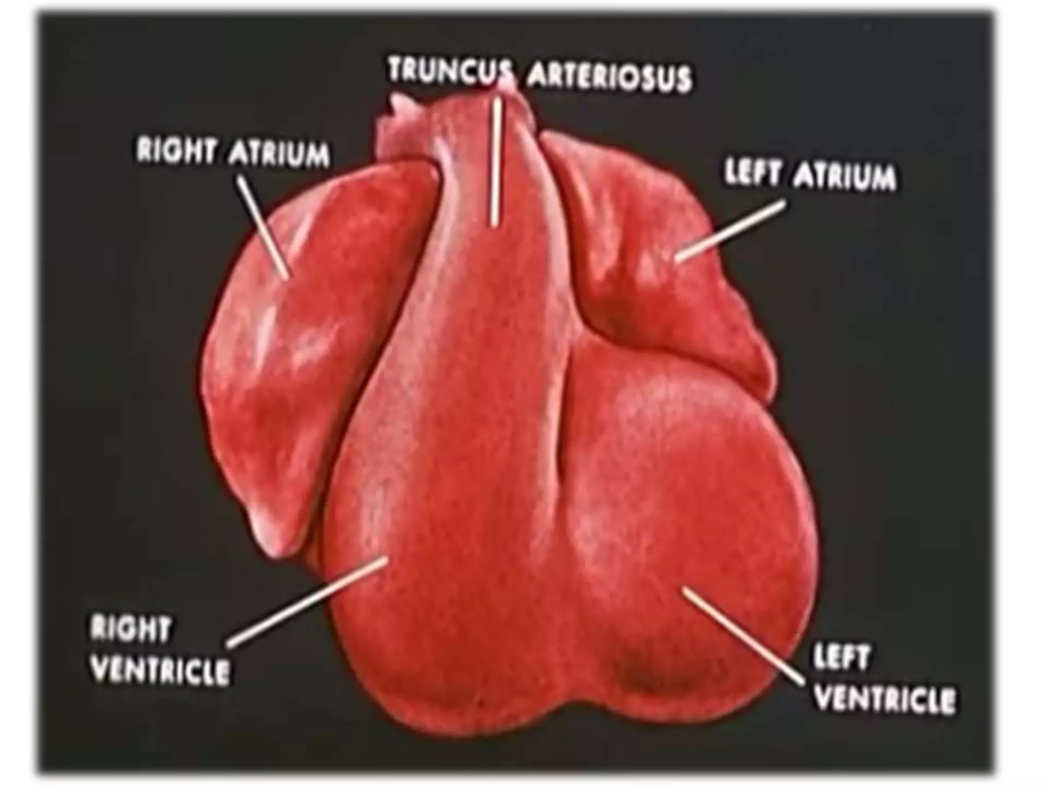 Embryology of heart and fetal circulation | PPTX