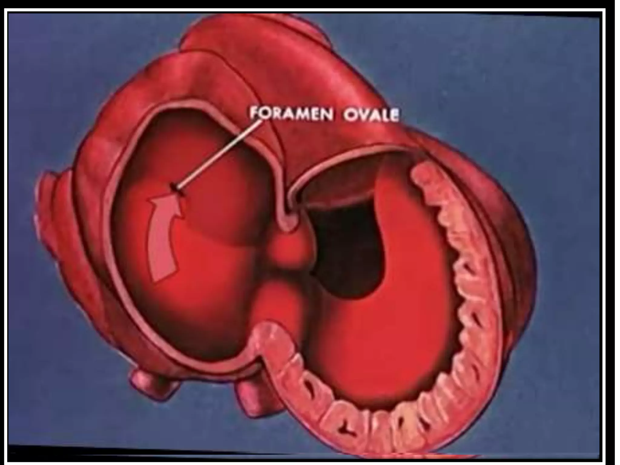 Embryology of heart and fetal circulation | PPTX
