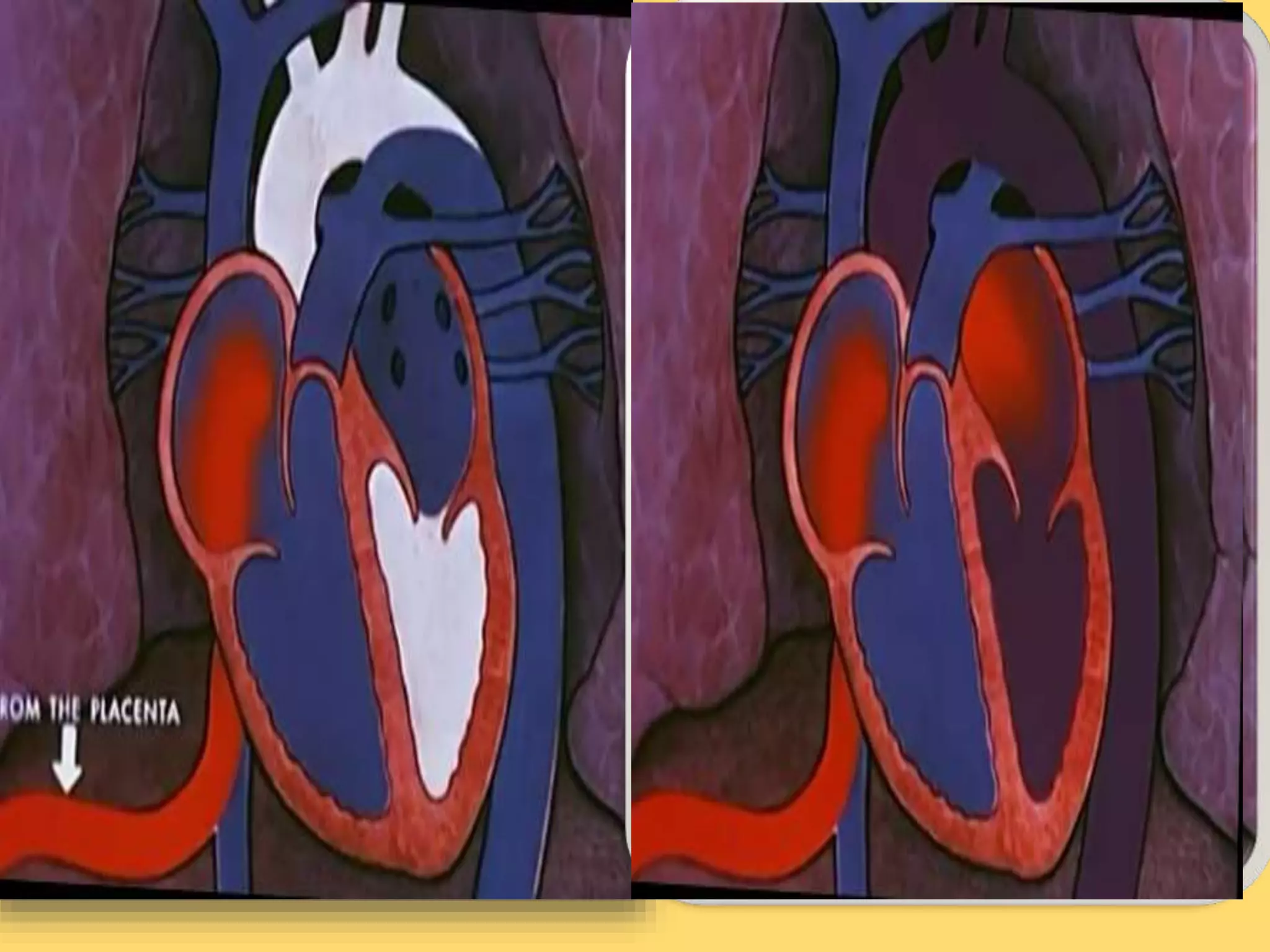 Embryology of heart and fetal circulation | PPTX