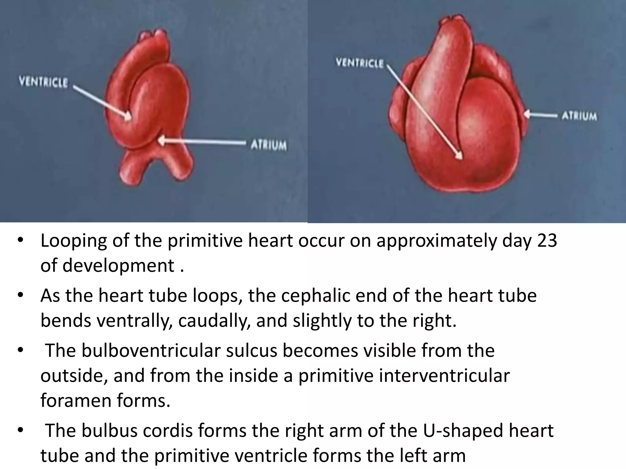 Embryology of heart and fetal circulation | PPTX