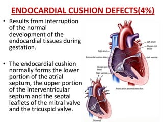 Embryology of heart and fetal circulation | PPTX