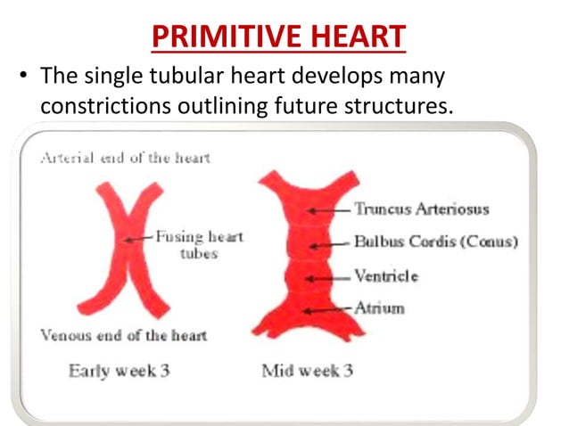 Embryology of heart and fetal circulation | PPTX | Lung and Respiratory ...