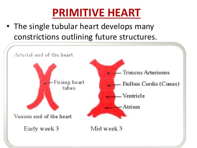 Embryology of heart and fetal circulation