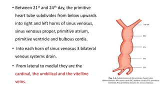 Embryology of heart and lung | PPTX