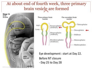 Embryology of human eye | PPTX | Eye and Vision Conditions | Diseases ...