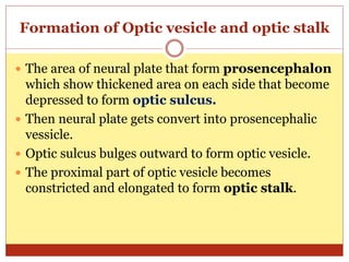 Embryology of human eye | PPTX | Eye and Vision Conditions | Diseases ...