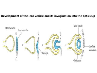 Embryology of human eye | PPTX | Eye and Vision Conditions | Diseases ...