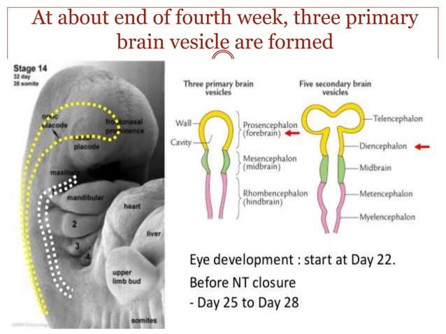 Embryology of human eye