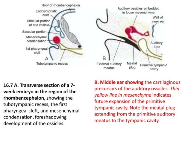 embryology of inner ear.pptx | Free Download