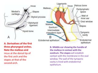 embryology of inner ear.pptx