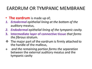 embryology of inner ear.pptx