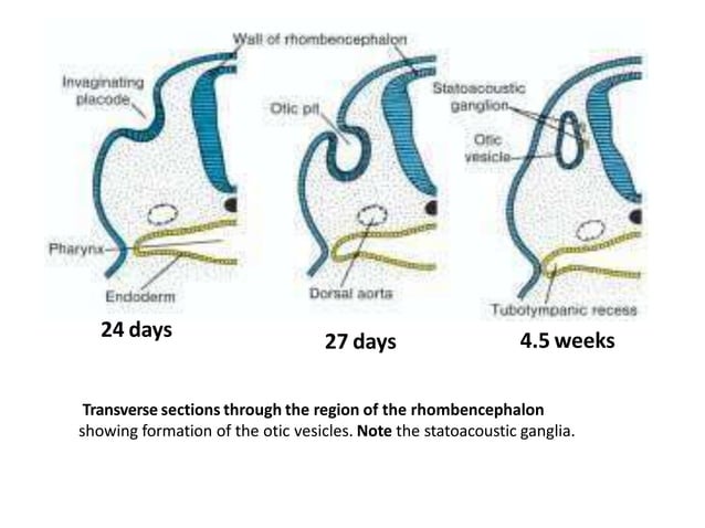 embryology of inner ear.pptx