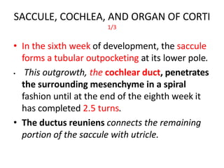 embryology of inner ear.pptx