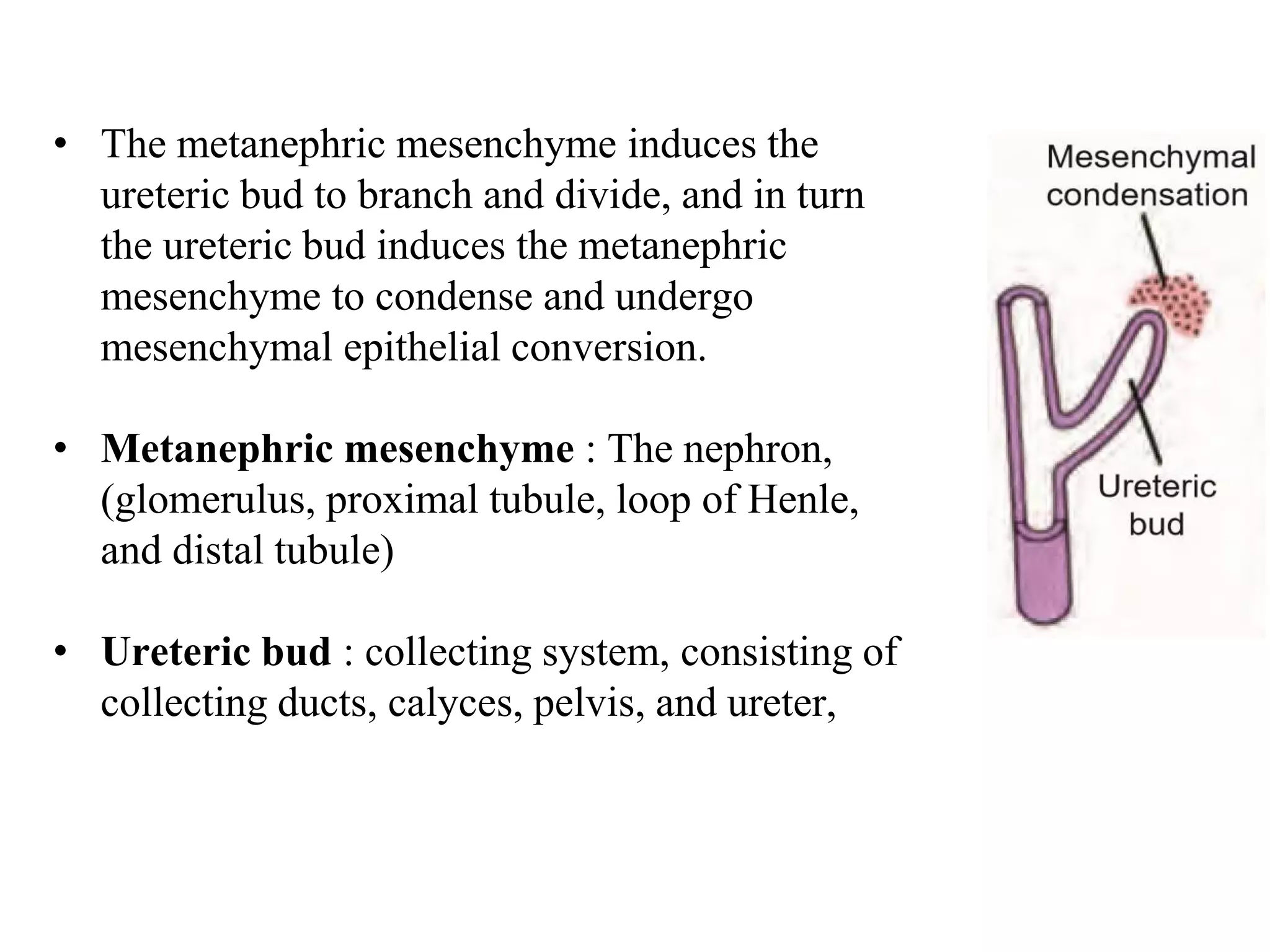 Embryology of kidney | PPTX