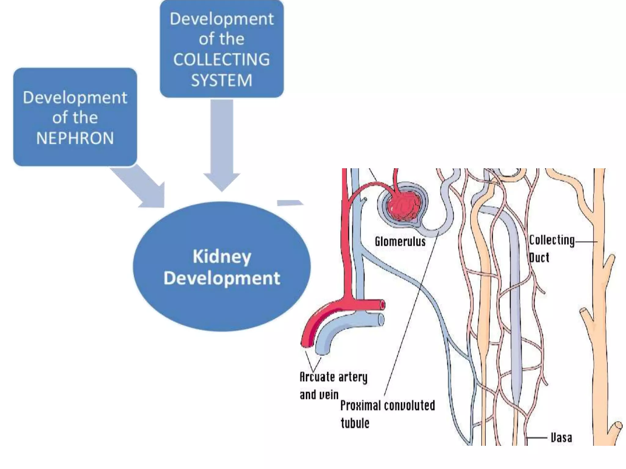 Embryology of kidney | PPTX