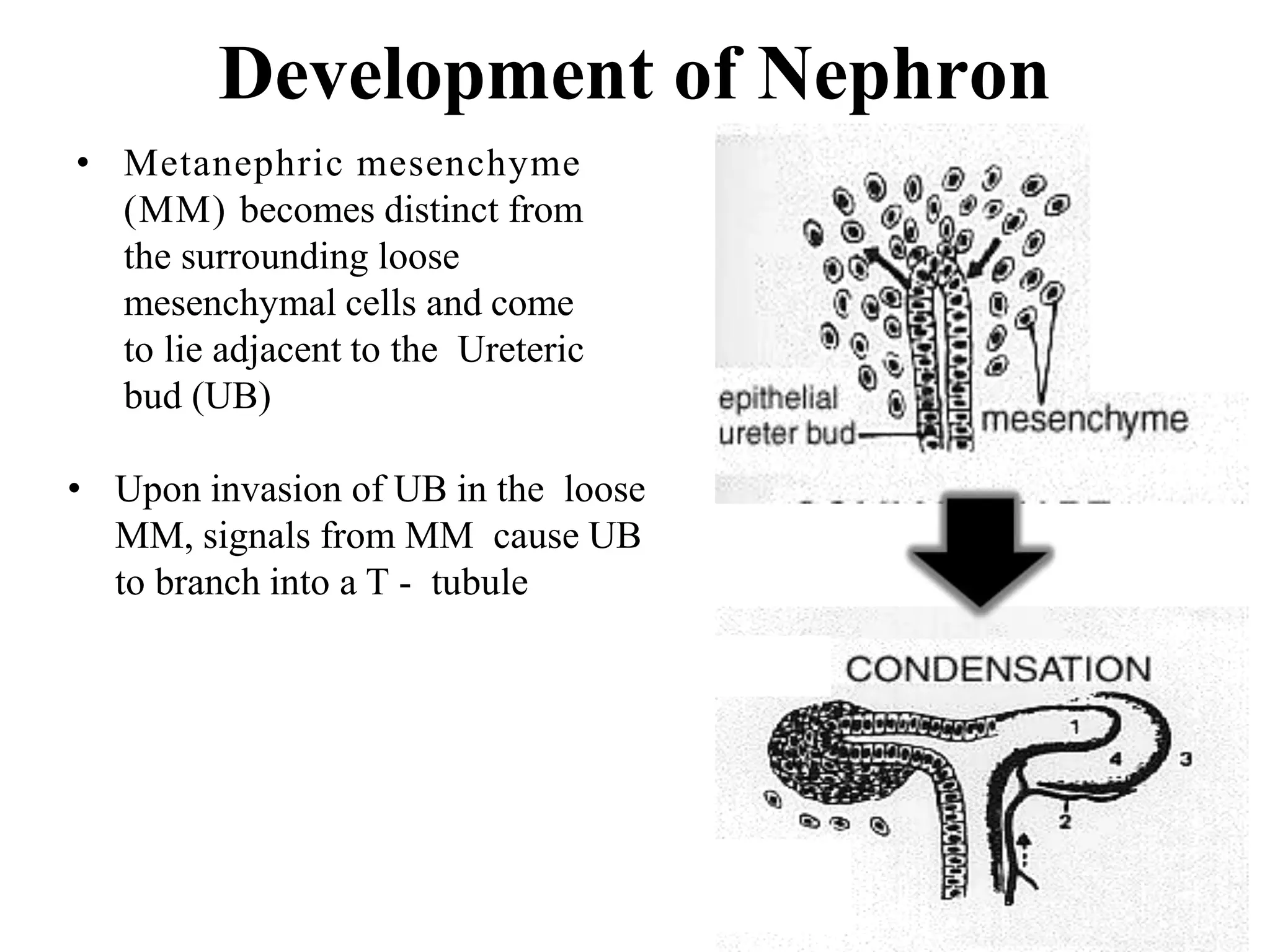 Embryology of kidney | PPTX
