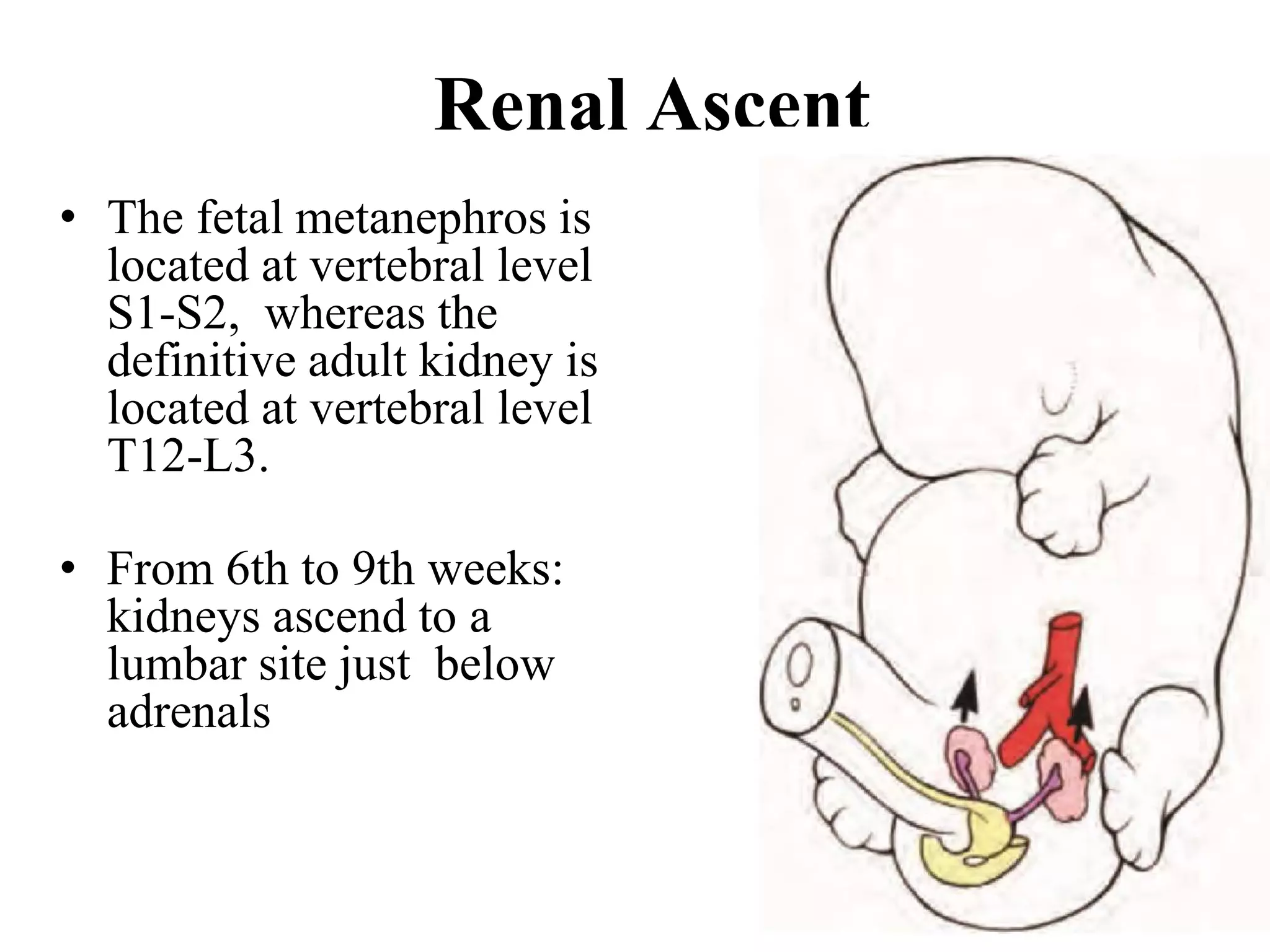 Embryology of kidney | PPTX