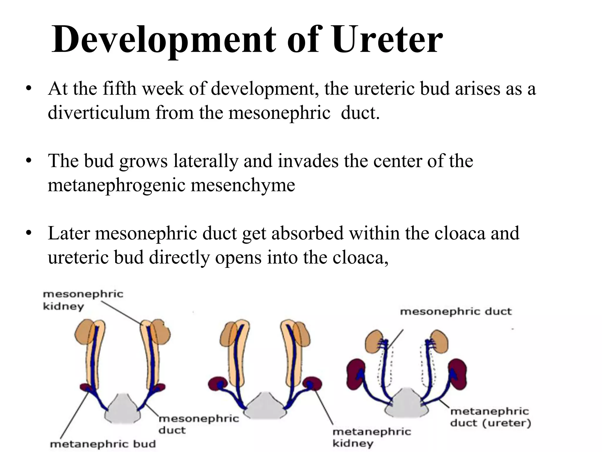 Embryology of kidney | PPTX