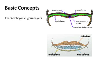 Embryology of kidney | PPTX
