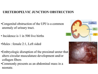 Embryology of kidney | PPTX