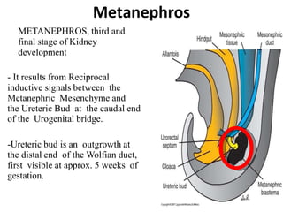 Metanephric Kidney