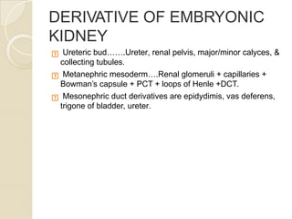 EMBRYOLOGY OF KIDNEY AND URETER.pdf
