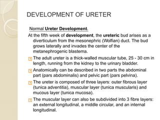 EMBRYOLOGY OF KIDNEY AND URETER.pdf