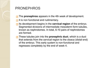 EMBRYOLOGY OF KIDNEY AND URETER.pdf