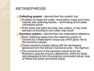 EMBRYOLOGY OF KIDNEY AND URETER.pdf