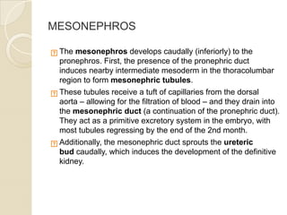 EMBRYOLOGY OF KIDNEY AND URETER.pdf