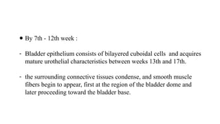 EMBRYOLOGY OF KIDNEY^JURETER^JBLADDER.pptx