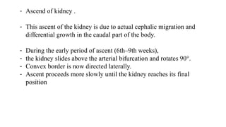 EMBRYOLOGY OF KIDNEY^JURETER^JBLADDER.pptx