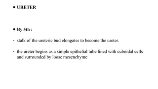 EMBRYOLOGY OF KIDNEY^JURETER^JBLADDER.pptx