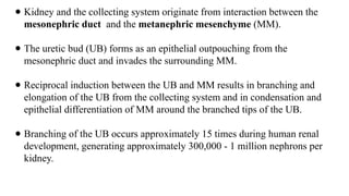 EMBRYOLOGY OF KIDNEY^JURETER^JBLADDER.pptx