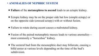 EMBRYOLOGY OF KIDNEY^JURETER^JBLADDER.pptx