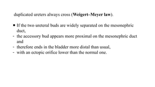 EMBRYOLOGY OF KIDNEY^JURETER^JBLADDER.pptx