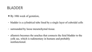 EMBRYOLOGY OF KIDNEY^JURETER^JBLADDER.pptx