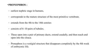 EMBRYOLOGY OF KIDNEY^JURETER^JBLADDER.pptx
