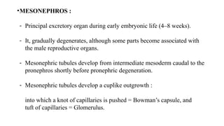 EMBRYOLOGY OF KIDNEY^JURETER^JBLADDER.pptx
